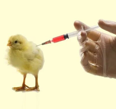 COCCIVAC B52 COST CALCULATOR APP - Technology for Animal Health