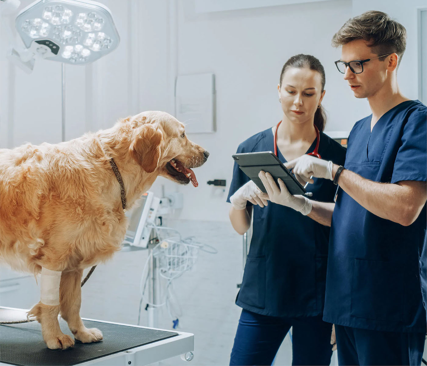 Exploring the Benefits of AI in Veterinary Clinic Management ...