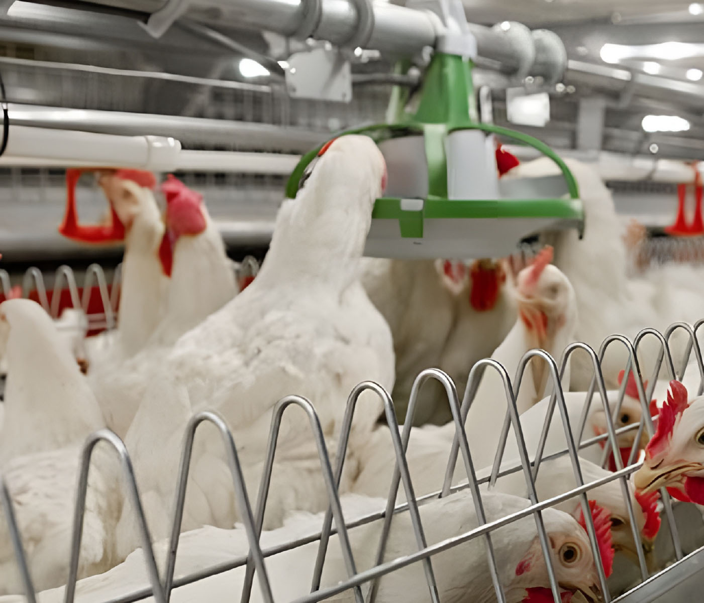 AI-Driven Nutritional Management in Poultry: Optimizing Feed Efficiency ...