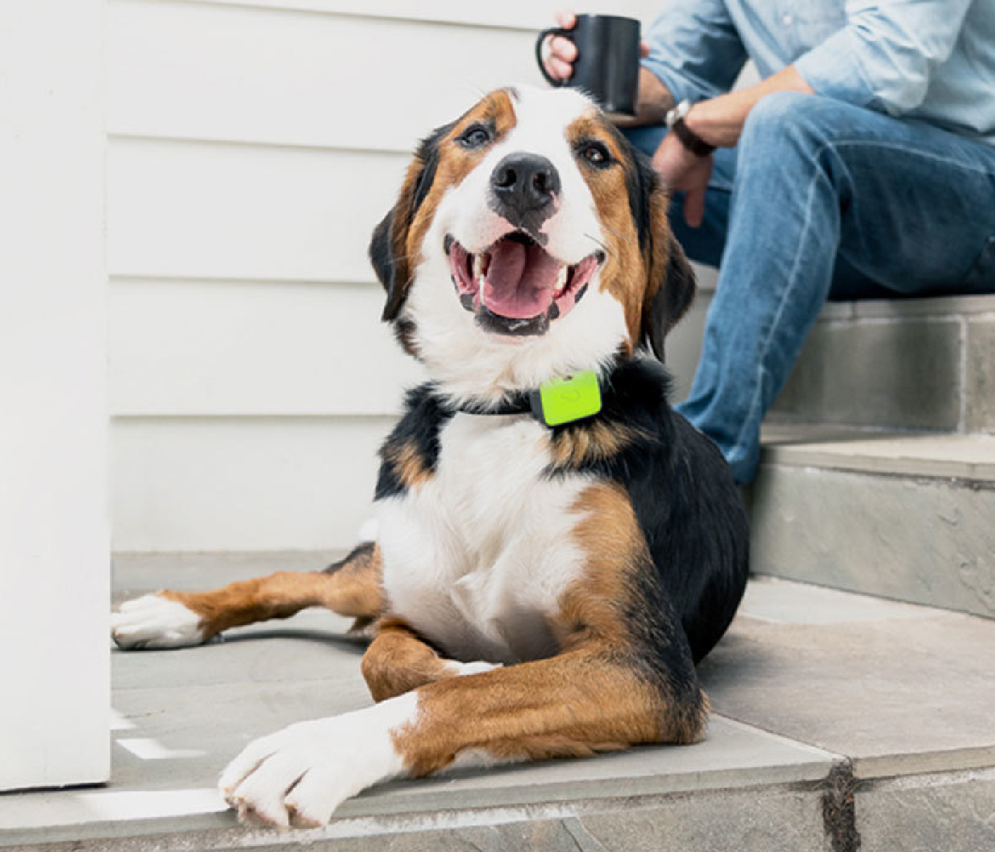 How Smart Pet Wellness Tech is Enhancing Veterinary Care - Technology ...
